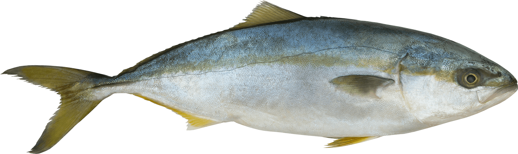 Fishing in the Gulf: What’s Biting & Where to Catch Them