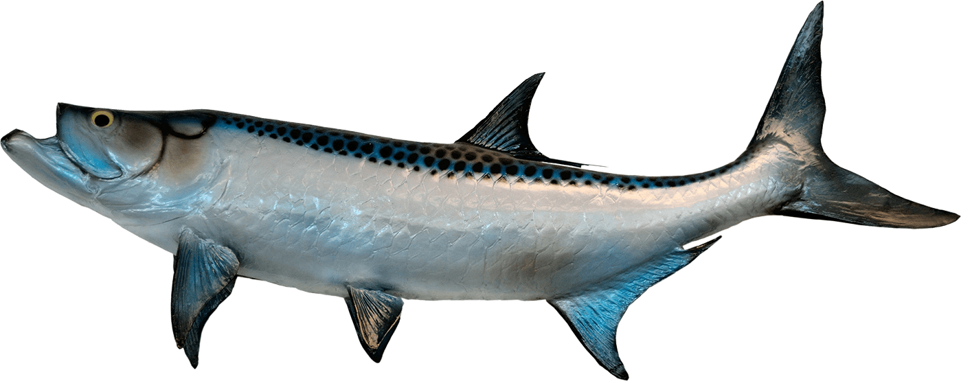 Fishing in the Gulf: What’s Biting & Where to Catch Them
